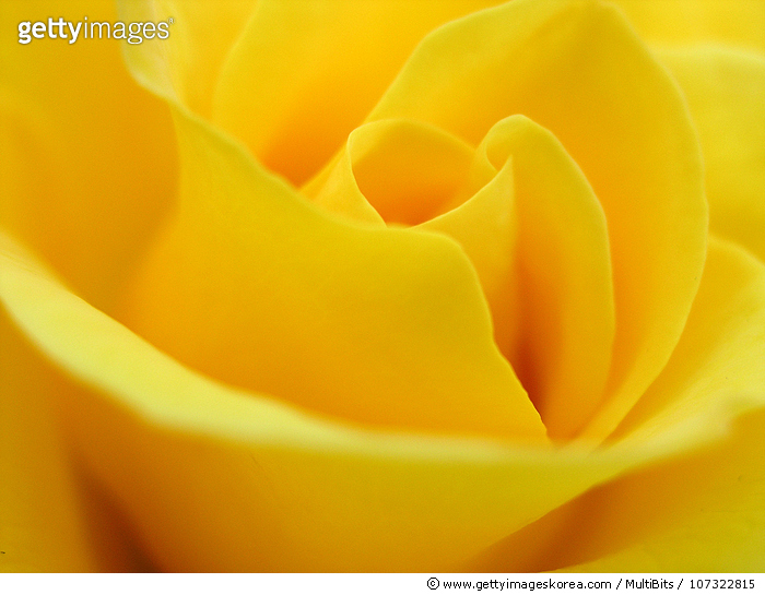 107322815 | 게티이미지코리아 | Perfect yellow rose Royalty-Free 이미지