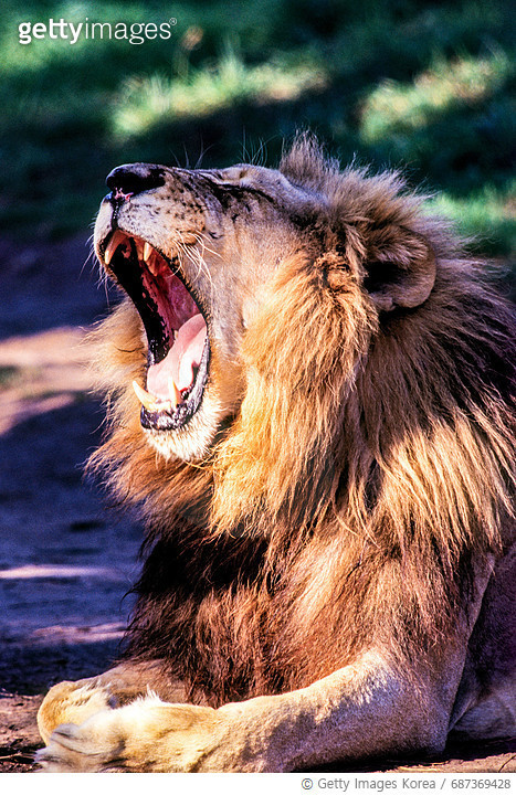 687369428 | 게티이미지코리아 | Lion Yawning Royalty-Free 이미지