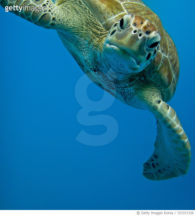 727371729 | 게티이미지코리아 | Turtles Royalty-Free 이미지