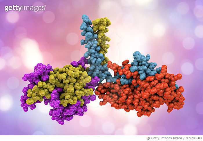 909208688 | 게티이미지코리아 | Kinesin motor protein dimer, illustration ...