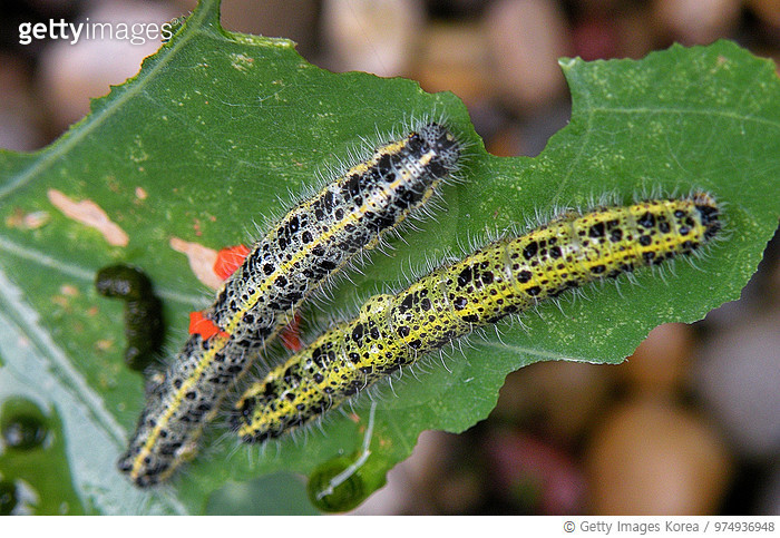 974936948 | 게티이미지코리아 | A table for two, please Royalty-Free 이미지