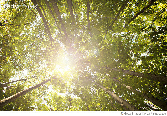 641301176 | 게티이미지코리아 | Sunlight pesking through the tall tree's Royalty ...