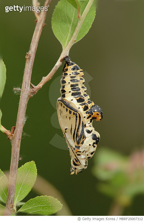 MBRF20007312 | 게티이미지코리아 | 굵은줄나비,번데기,네발나비과,limenitis sydyi,Nymphalidae ...