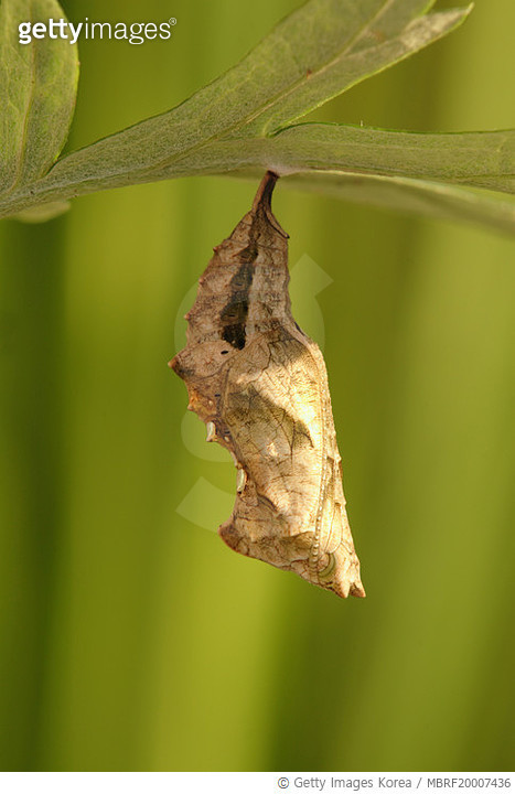 MBRF20007436 | 게티이미지코리아 | 네발나비,번데기,네발나비과,polygonia c-aureum,Nymphalidae ...