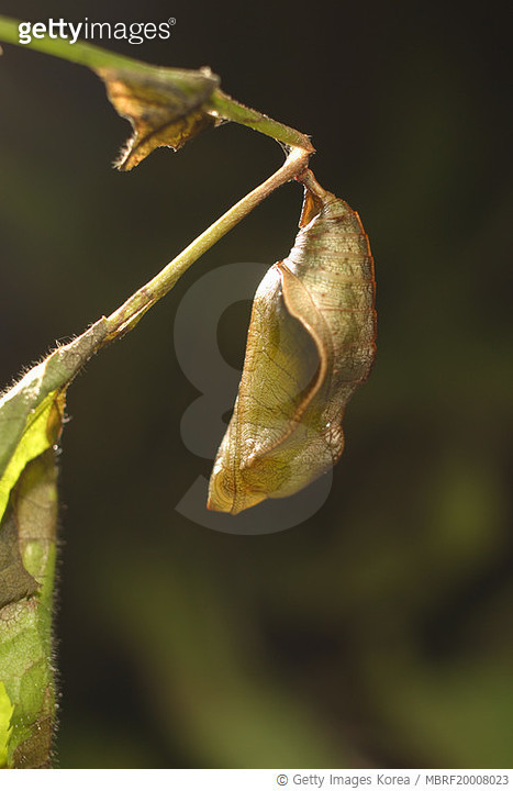 MBRF20008023 | 게티이미지코리아 | 왕세줄나비,번데기,의태,네발나비과,Neptis alwina,Nymphalidae ...