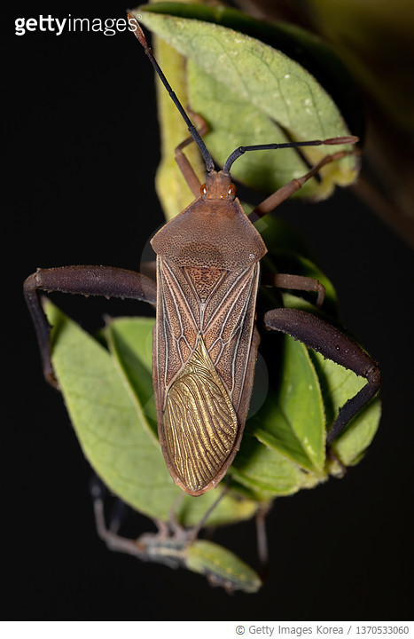 1370533060 | 게티이미지코리아 | Adult Leaf-footed Bug,Close-up of butterfly on ...
