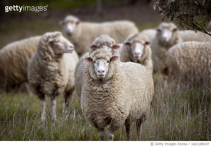 1421188197 | 게티이미지코리아 | Merino Sheep out in the paddock Royalty-Free 이미지