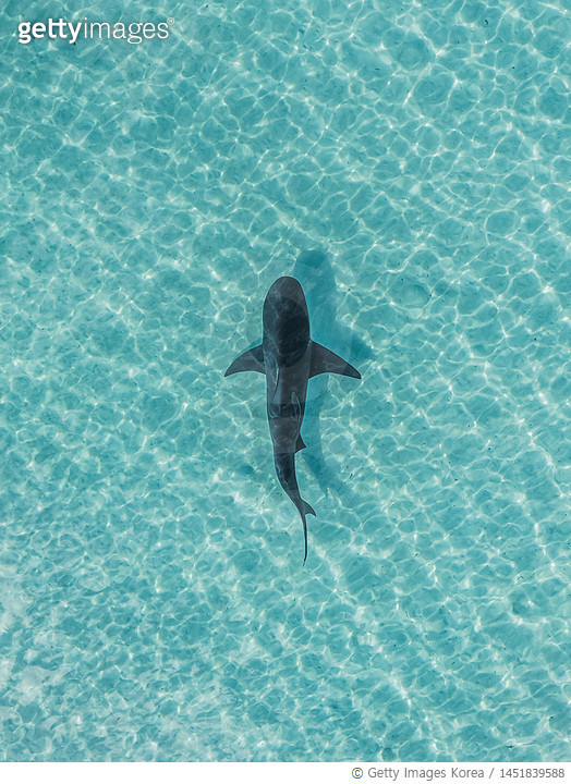 1451839588 | 게티이미지코리아 | Majestic drone image looking down on a shark ...